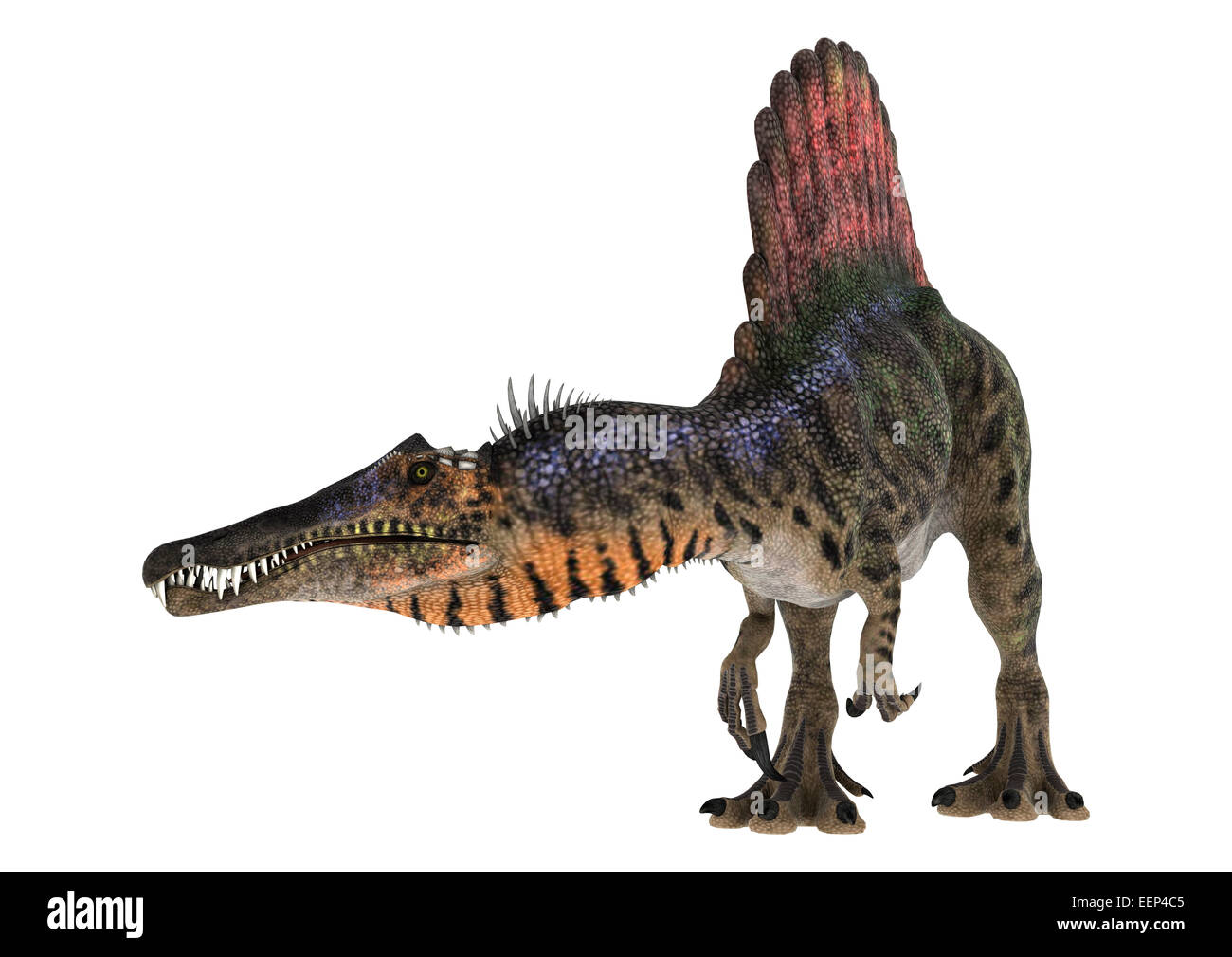 3D digital render of a curious Cretaceous dinosaur Spinosaurus or spiny ...