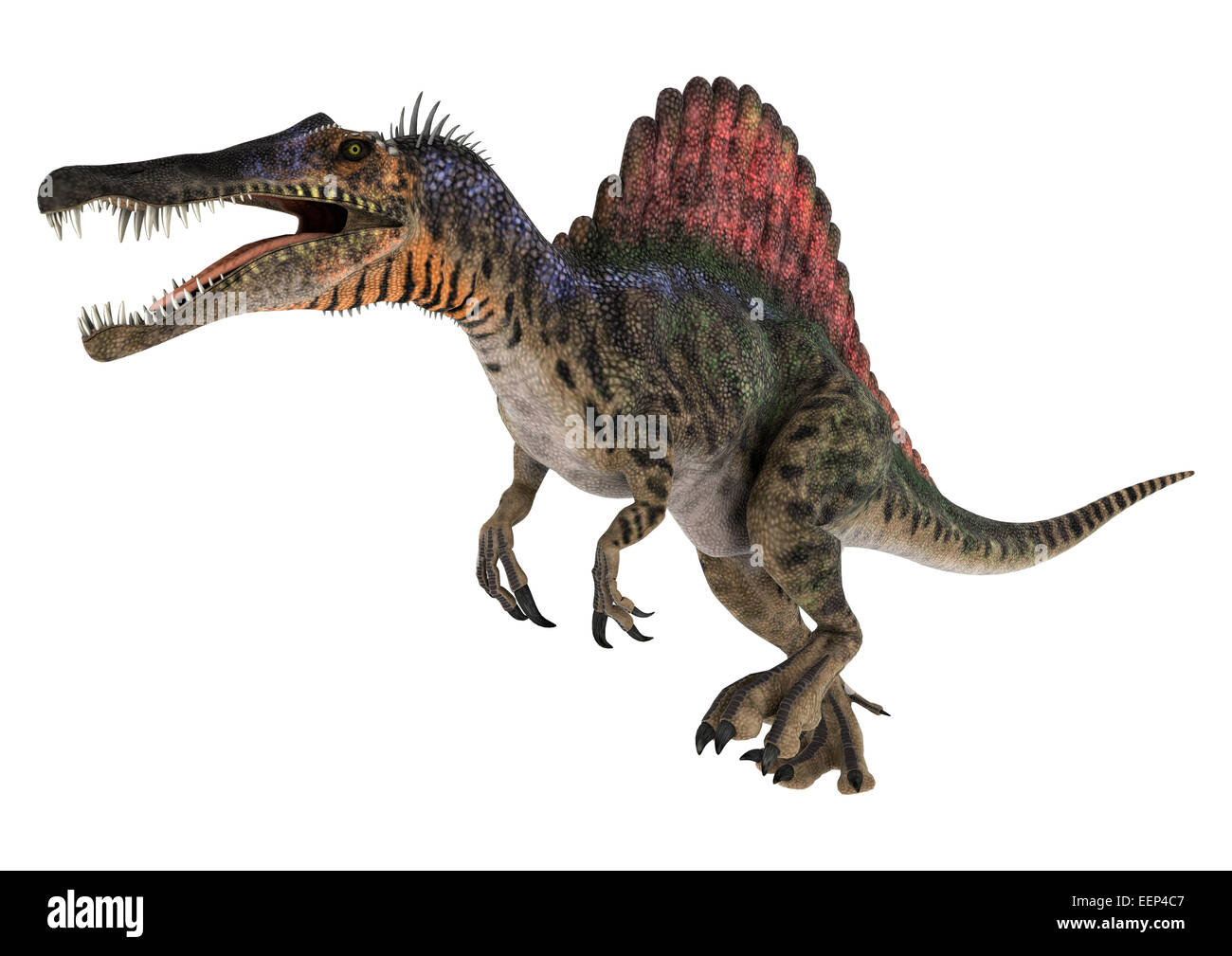 3D digital render of a running Cretaceous dinosaur Spinosaurus or spiny ...