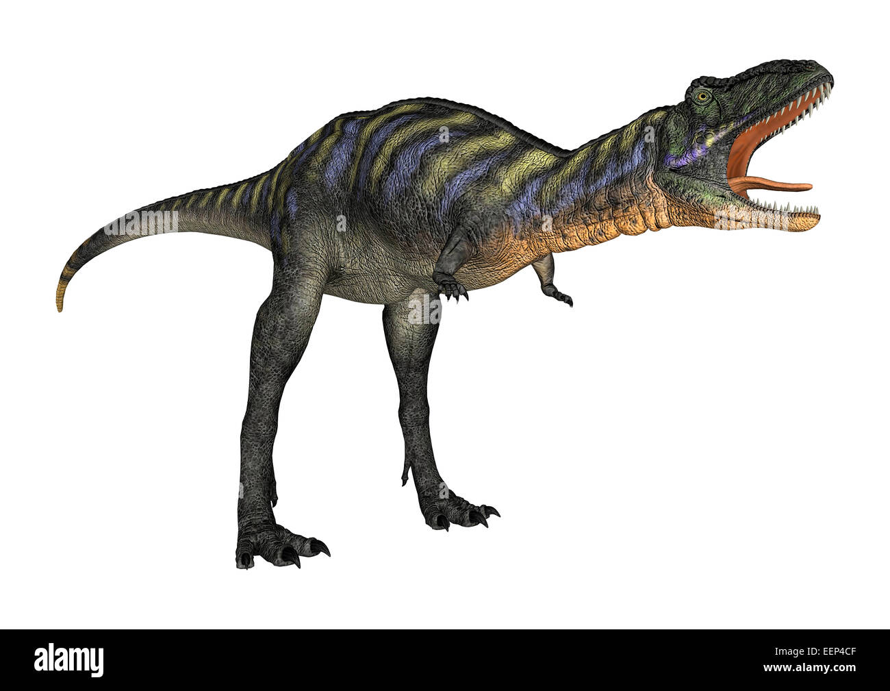 3D digital render of a screaming dinosaur Aucasaurus isolated on white ...