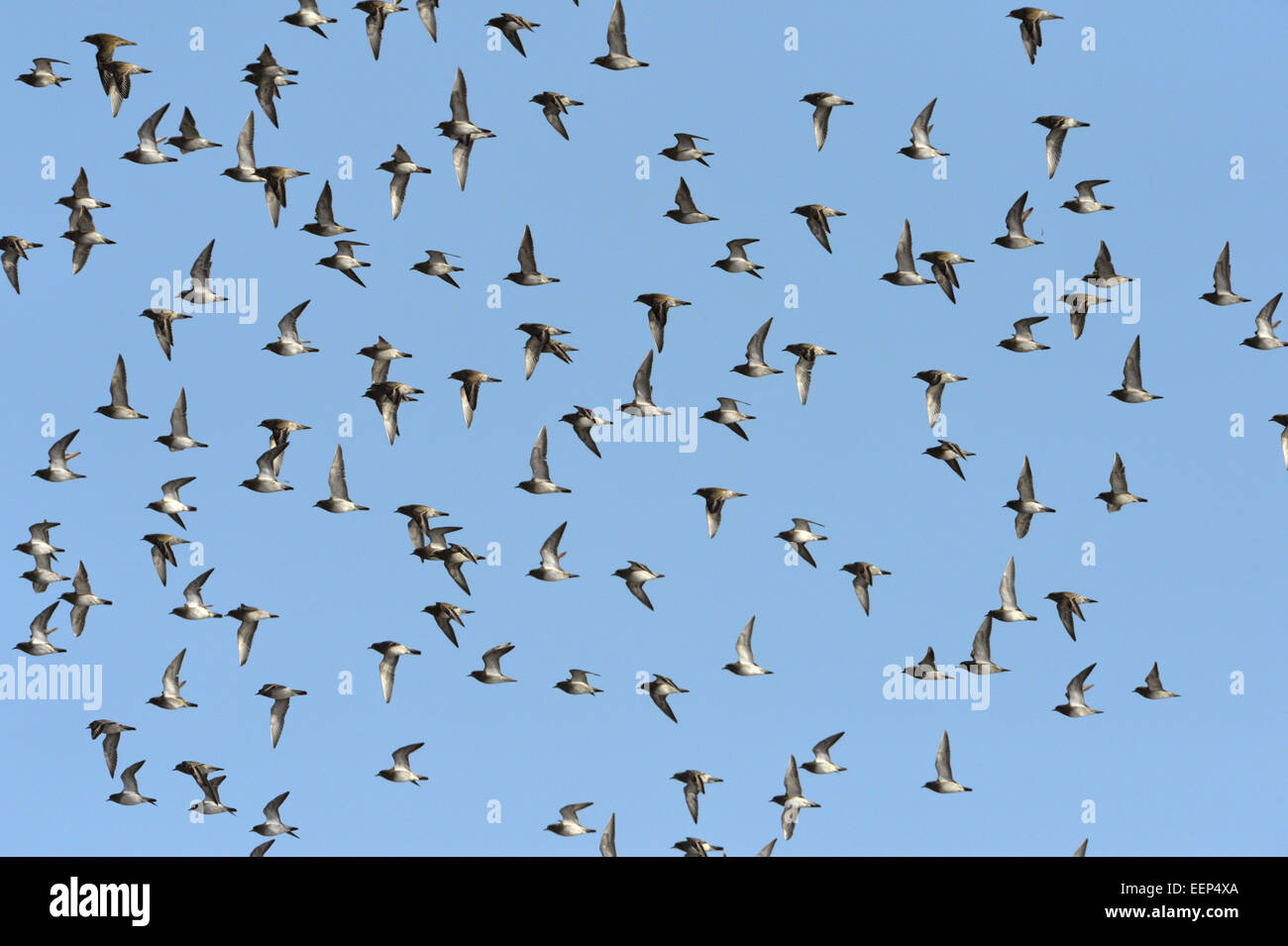 Golden plover in flight hi-res stock photography and images - Alamy