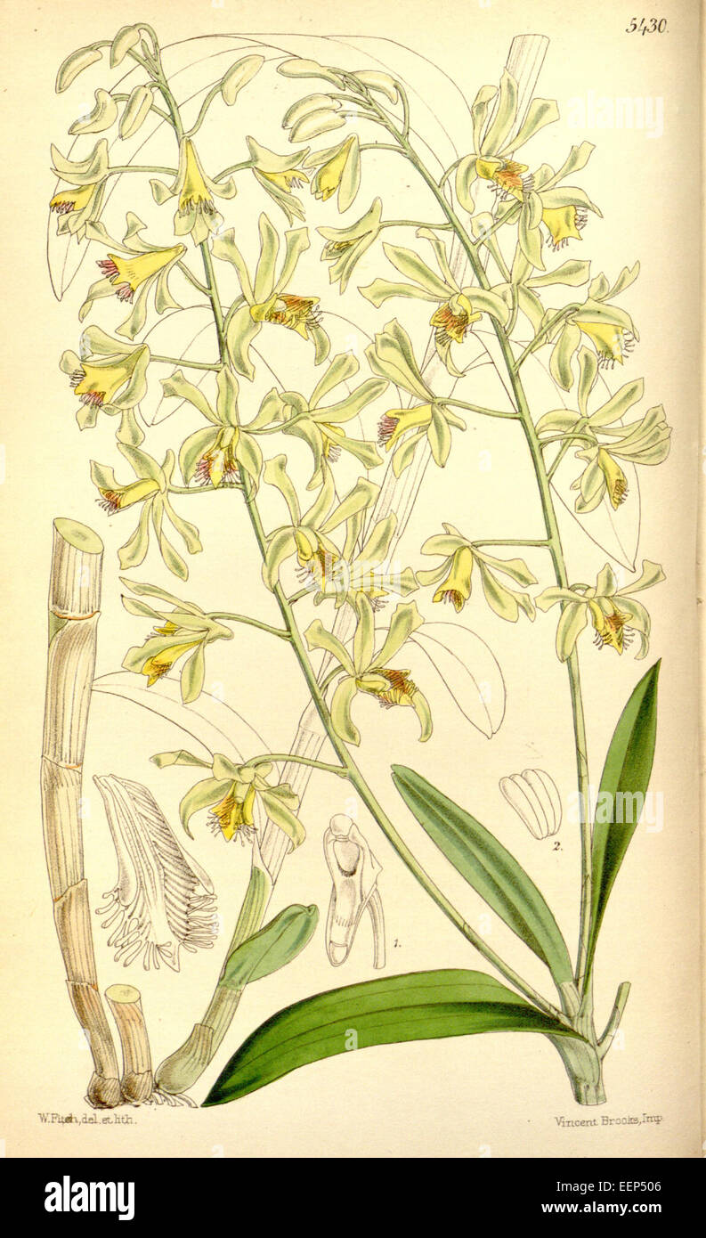 Dendrobium venustum, once known as Dendrobium ciliatum, is an orchid ...