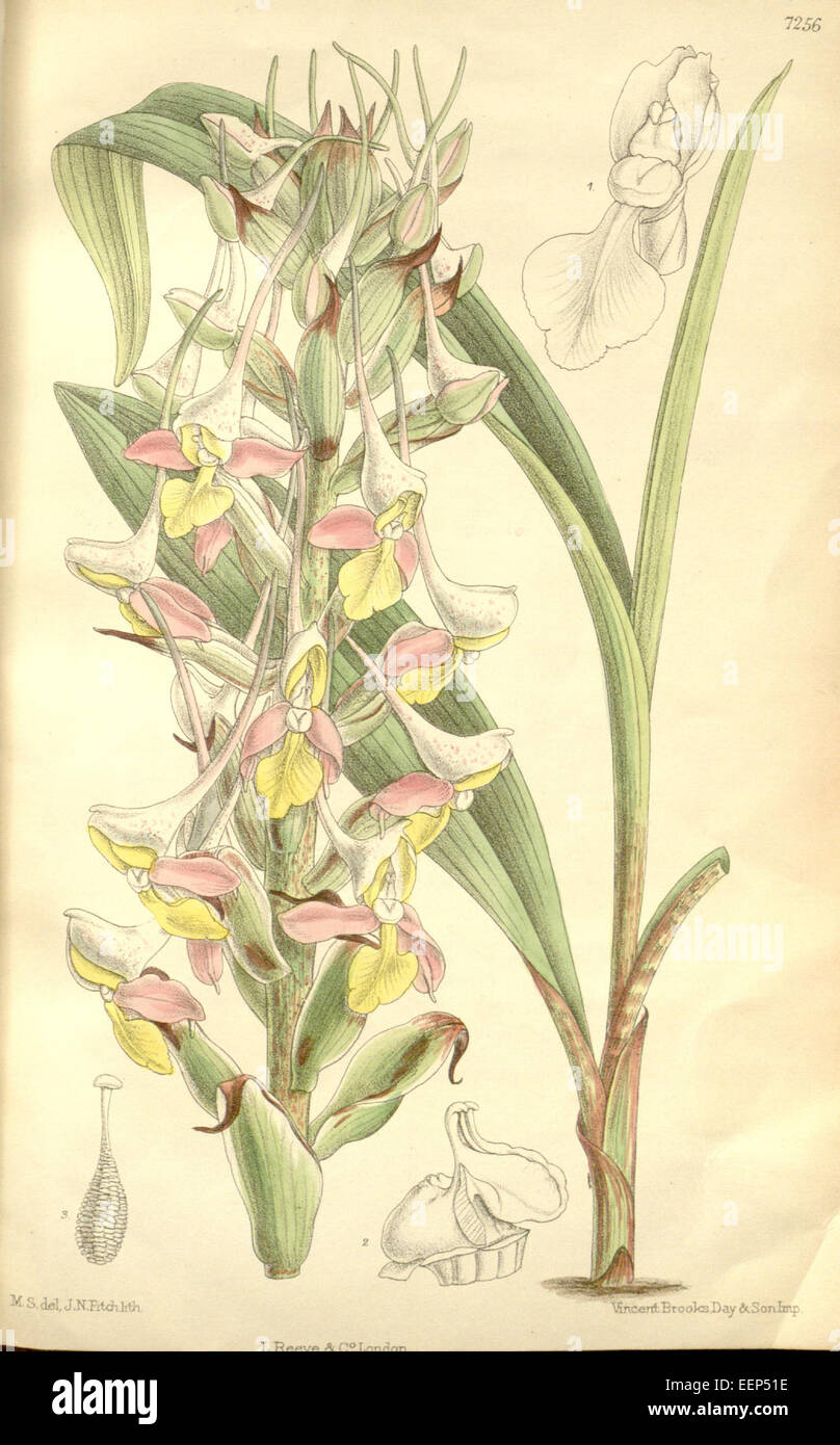 Disa cooperi, an orchid species depicted in Curtis' 118, plate 7256 ...