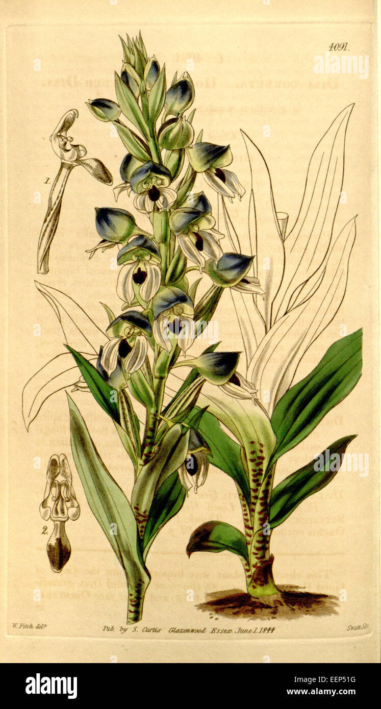 Disa cornuta, an orchid species featured in Curtis' Botanical Magazine ...