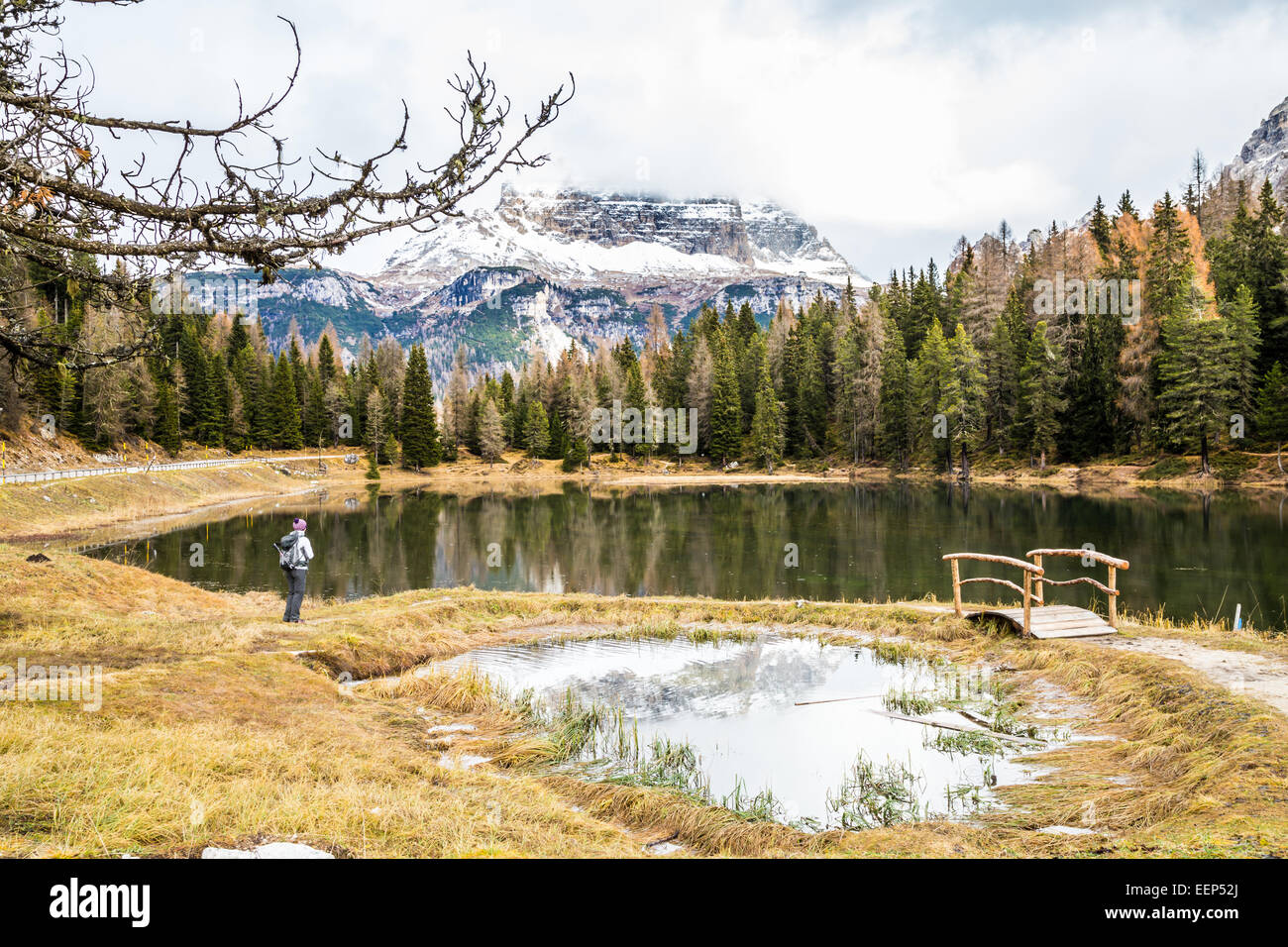 a girl walking in the forest in the italian alps Stock Photo - Alamy