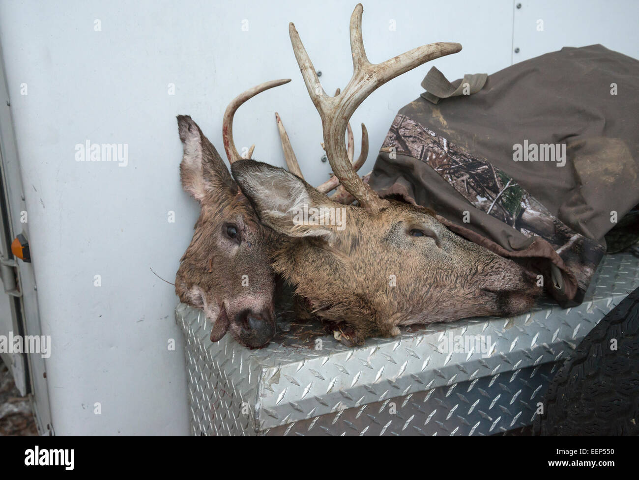 Deer hunting and america hi-res stock photography and images - Alamy