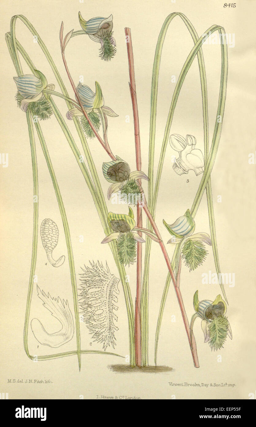 Disa lugens is an orchid species from Southern Africa, depicted in ...