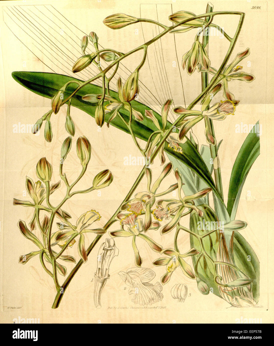 Encyclia alata subsp. alata, previously known as Epidendrum calocheilum ...