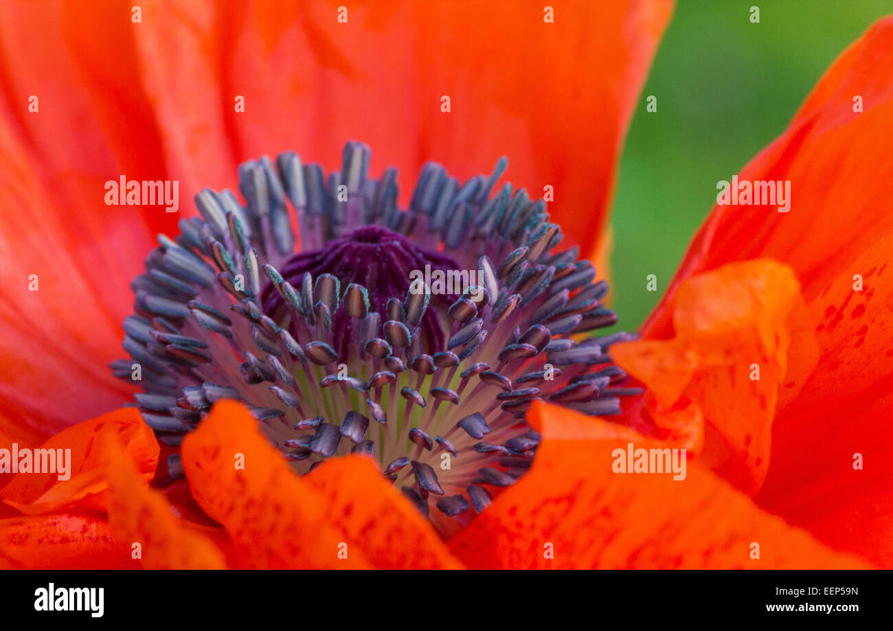 Orange colored poppy hi-res stock photography and images - Alamy