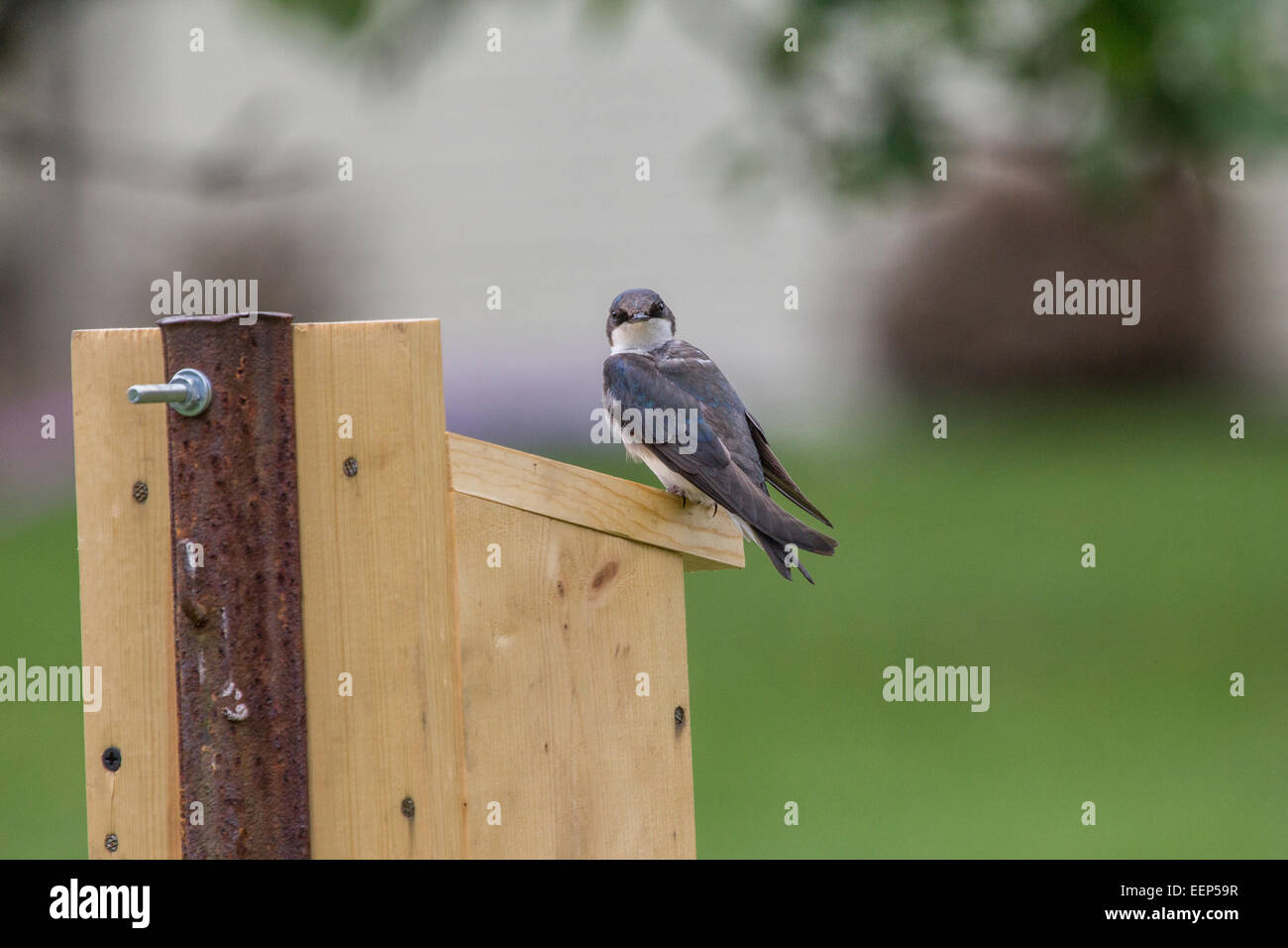 A male Tree swallow sits on a Bluebird box defiantly Stock Photo - Alamy