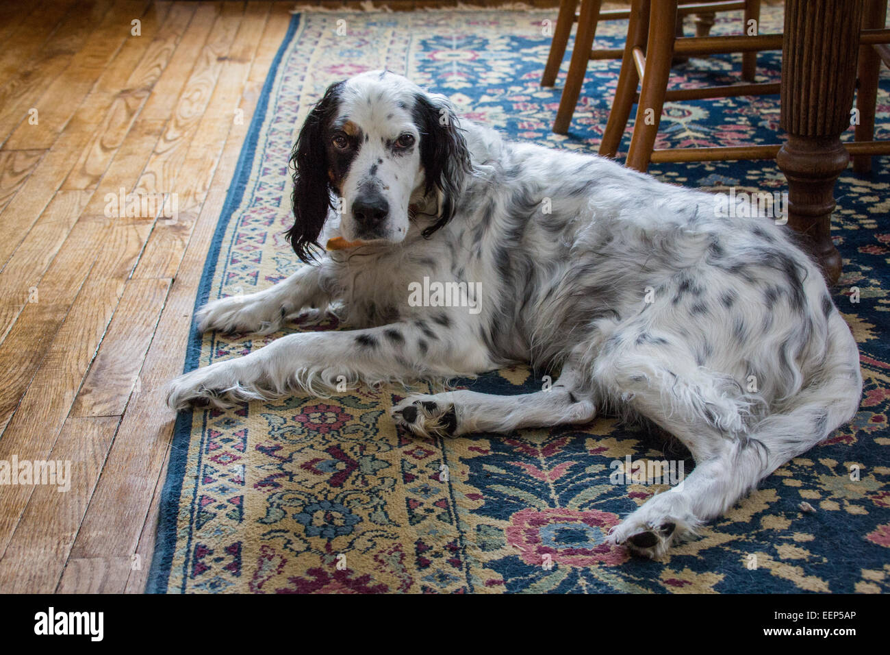 English setter dog pet hi-res stock photography and images - Alamy