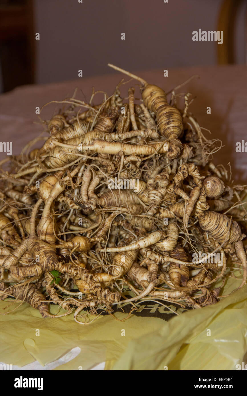 Ginseng root table hi-res stock photography and images - Alamy