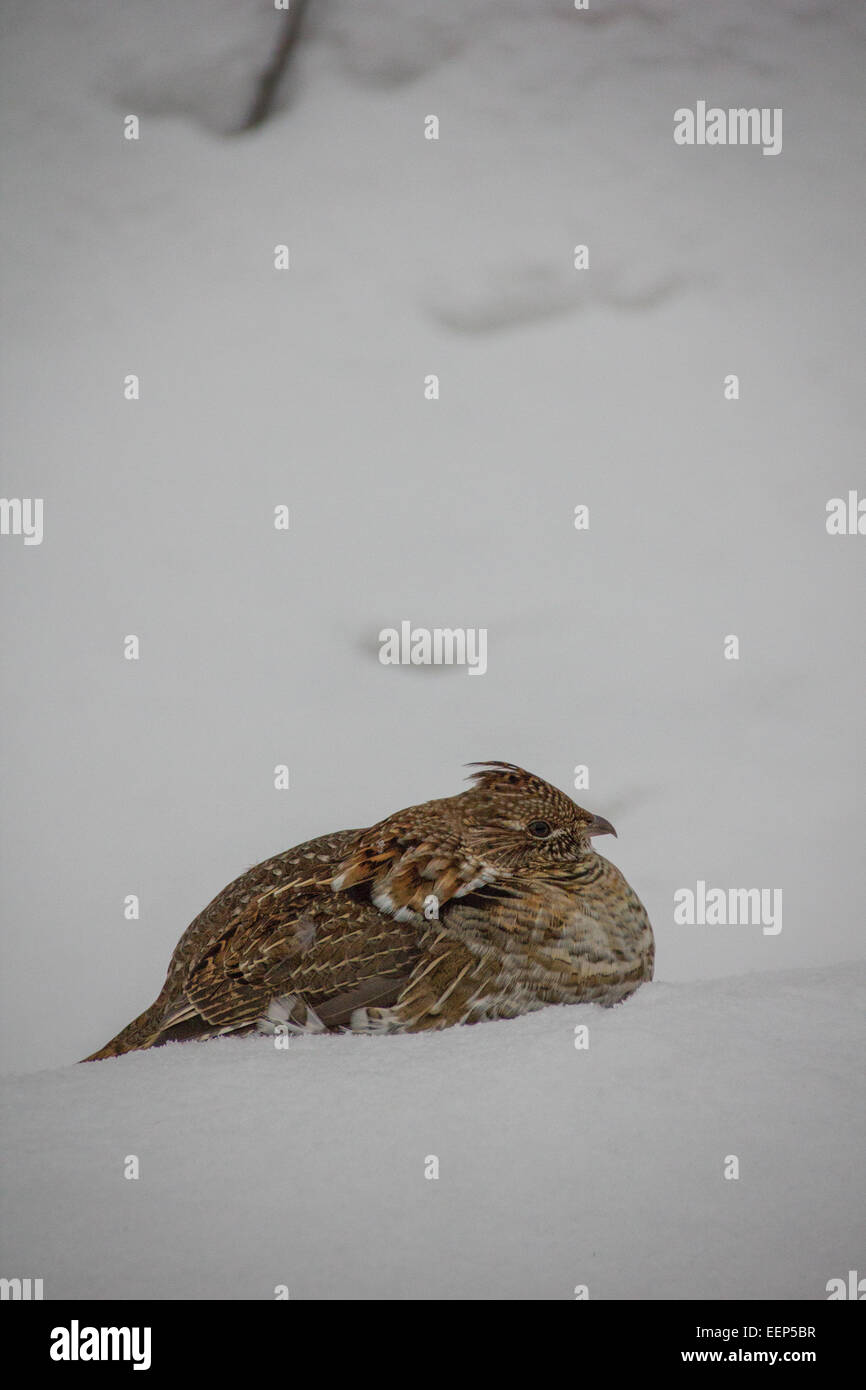 A Ruffed grouse sits in the snow Stock Photo - Alamy