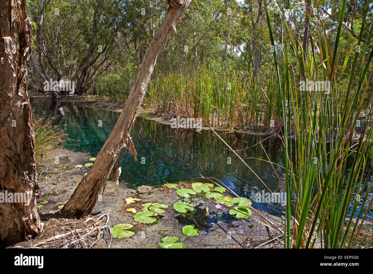 Mataranka thermal pool in the outback of the northern territory High ...