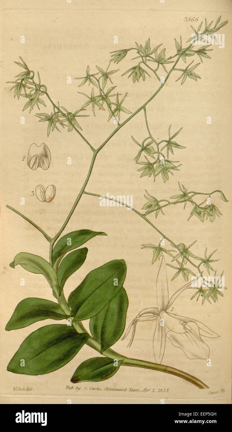 Epidendrum diffusum is a species of orchid featured in Curtis ...