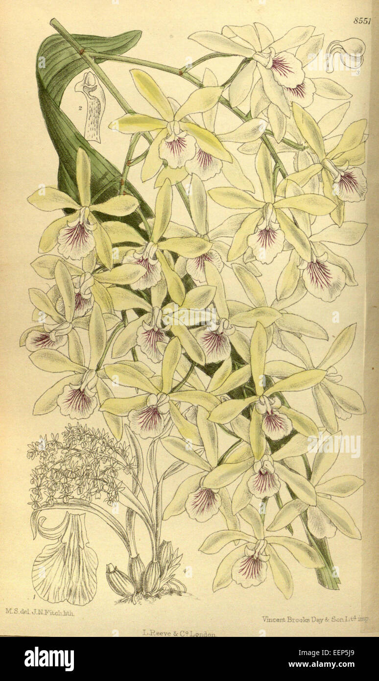 Epidendrum profusum 140-8551 is a specific identification number ...