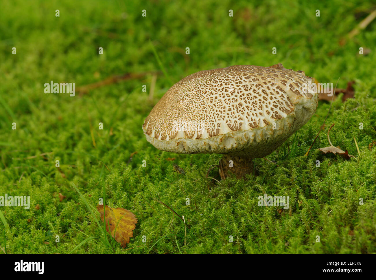 A species of Boletus Stock Photo - Alamy