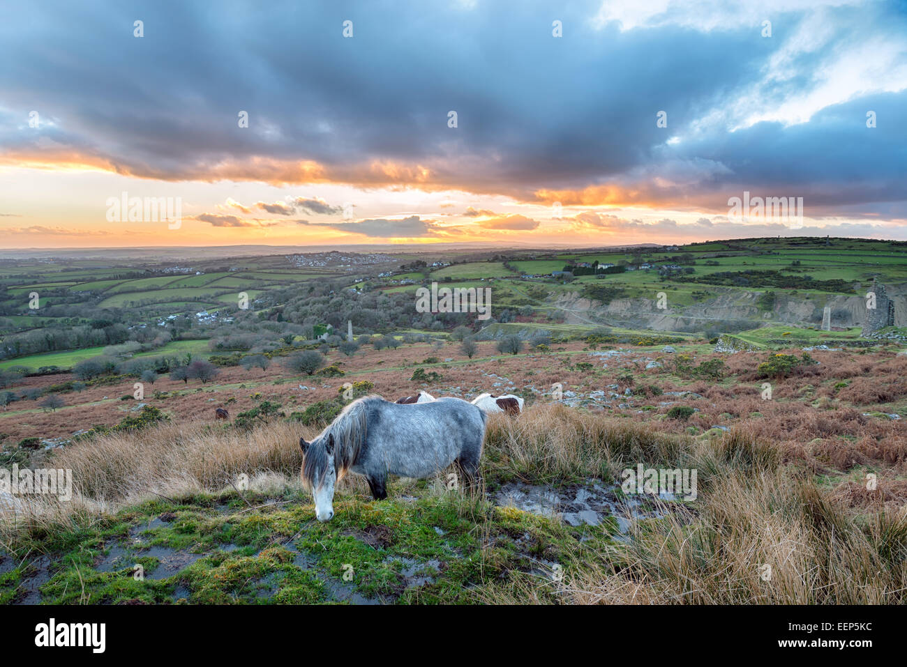 Moorland ponies grazing on Caradon Hill near the Minions on Bodmin Moor in Cornwall Stock Photo ...