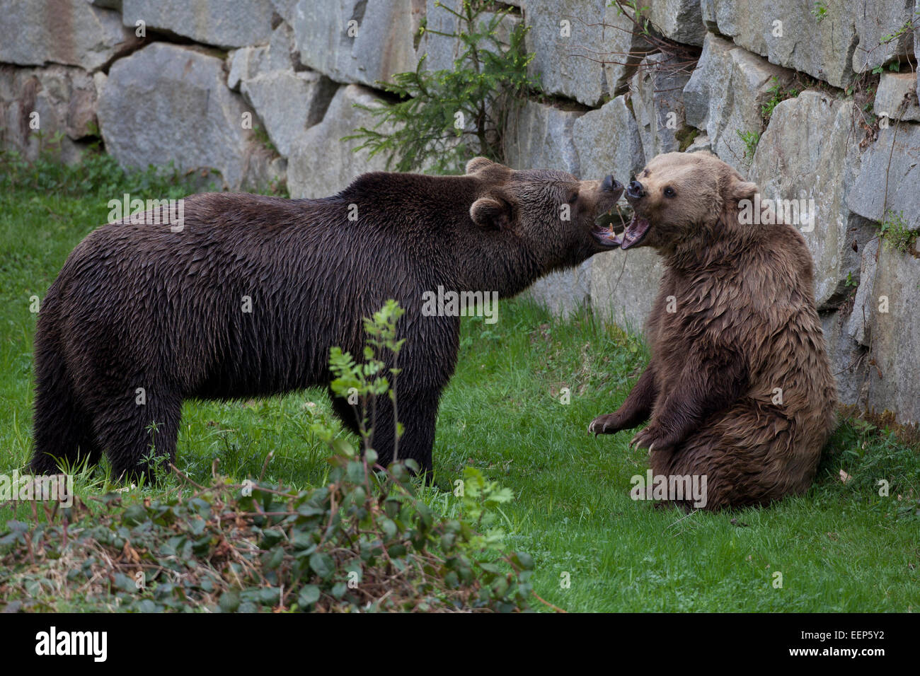 European brown bear, Bavaria, Germany, Braunbär, Bayern, Deutschland ...