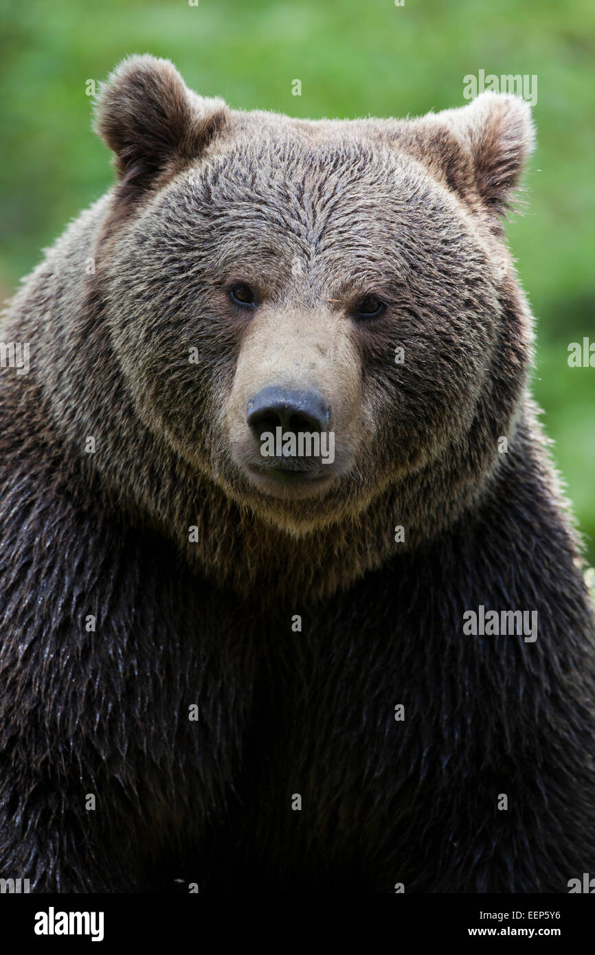 European brown bear, Bavaria, Germany, Braunbär, Bayern, Deutschland ...