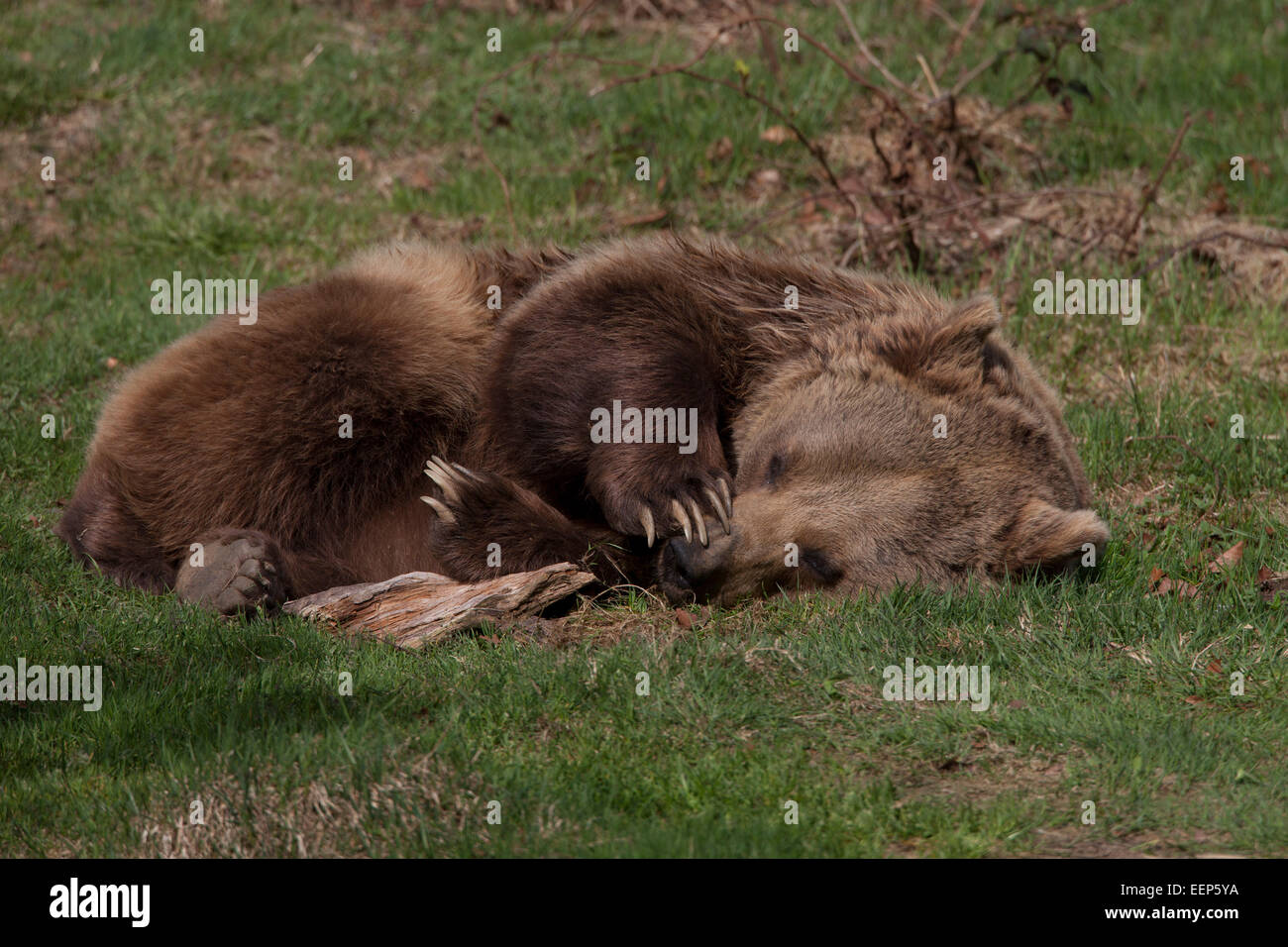 European brown bear, Bavaria, Germany, Braunbär, Bayern, Deutschland ...