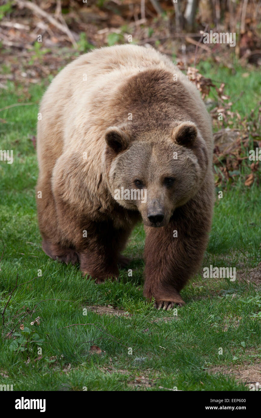European brown bear, Bavaria, Germany, Braunbär, Bayern, Deutschland ...