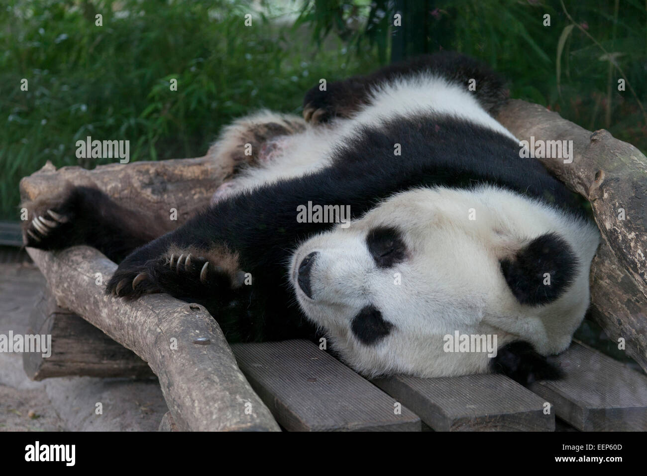 Panda bao bao hi-res stock photography and images - Alamy