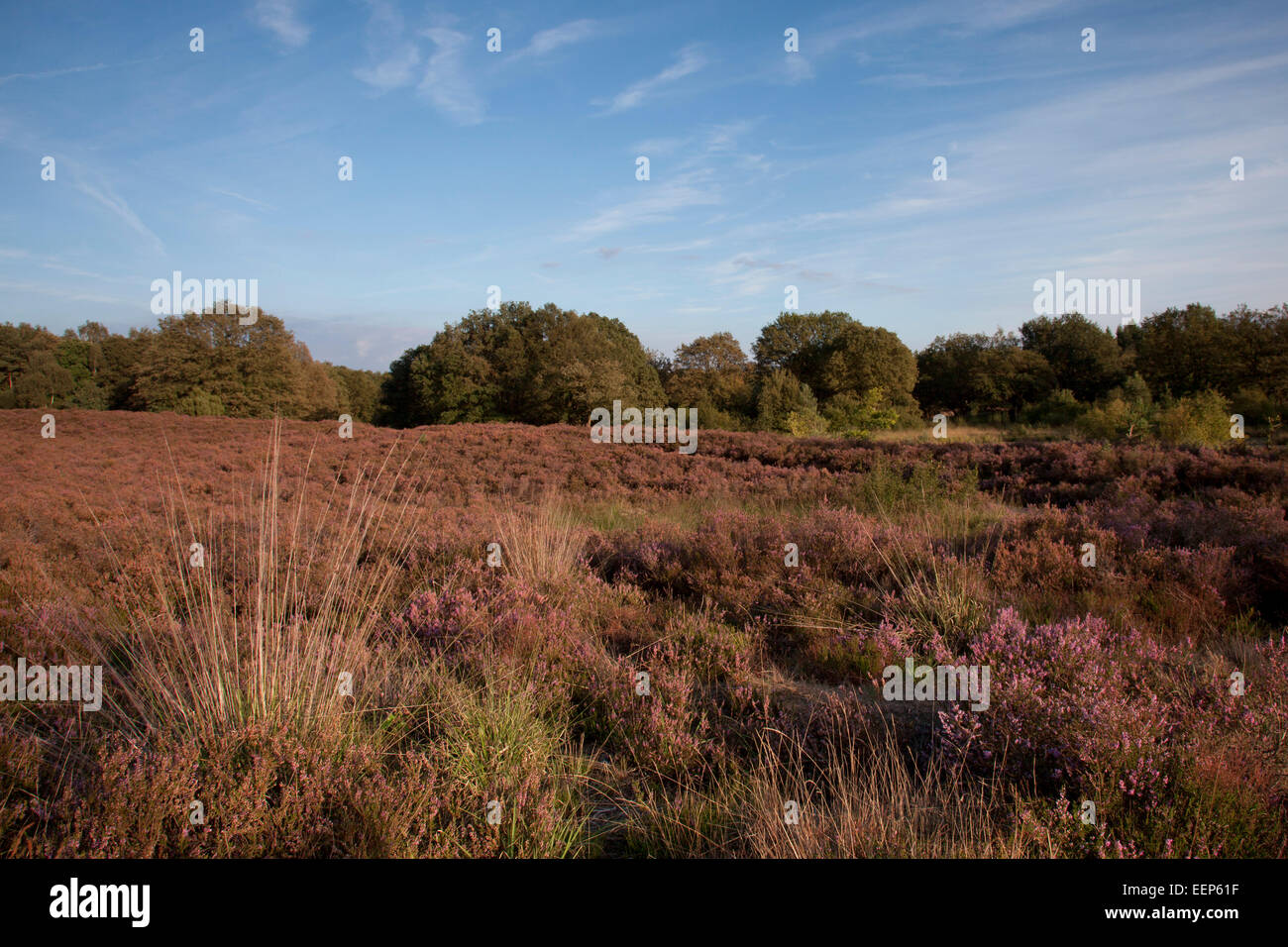 moorland heath, national park de meinweg, netherlands, heide ...