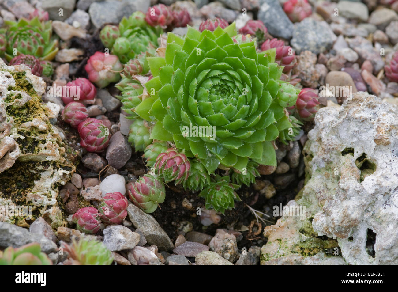 Jovibarba hi-res stock photography and images - Alamy