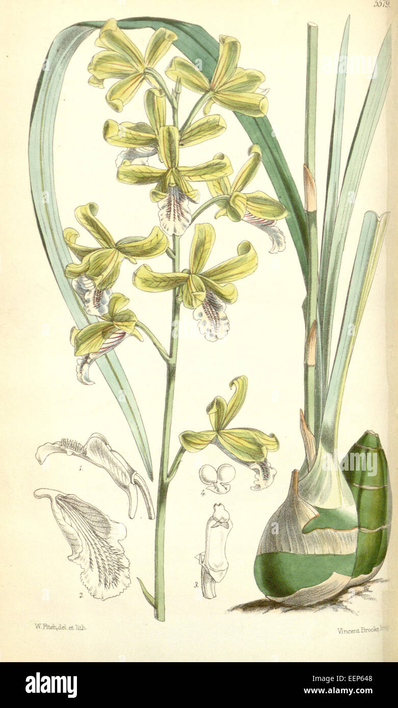 Eulophia pratensis, previously known as Eulophia virens, is an orchid ...