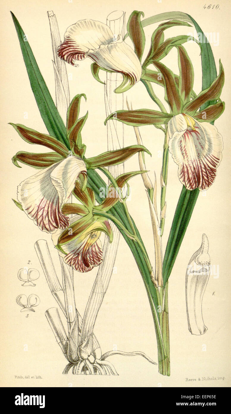 Galeandra devoniana, an orchid species depicted in Curtis' 77, plate ...
