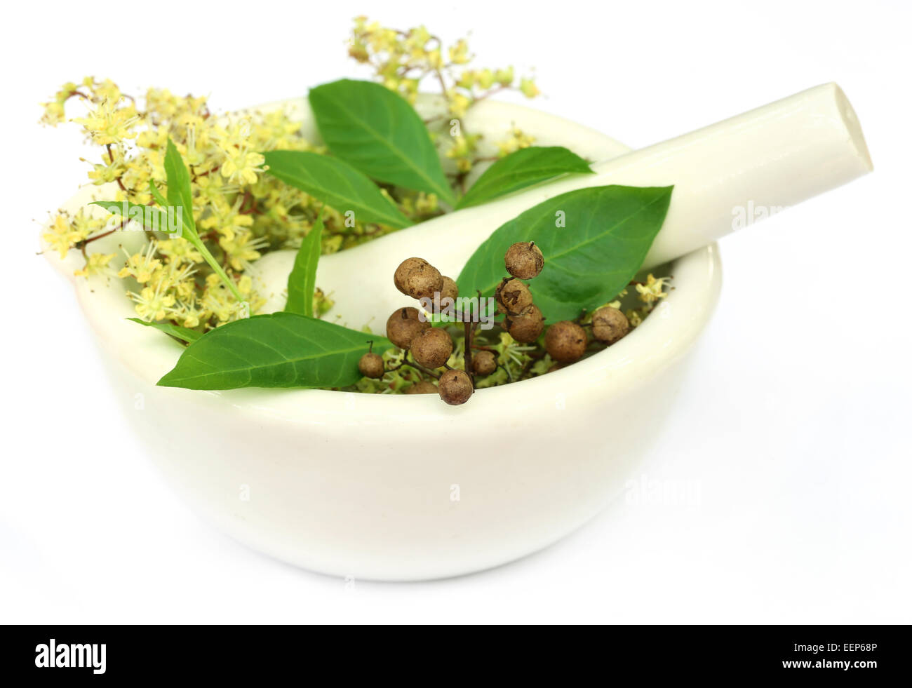 Henna seeds hi-res stock photography and images - Alamy