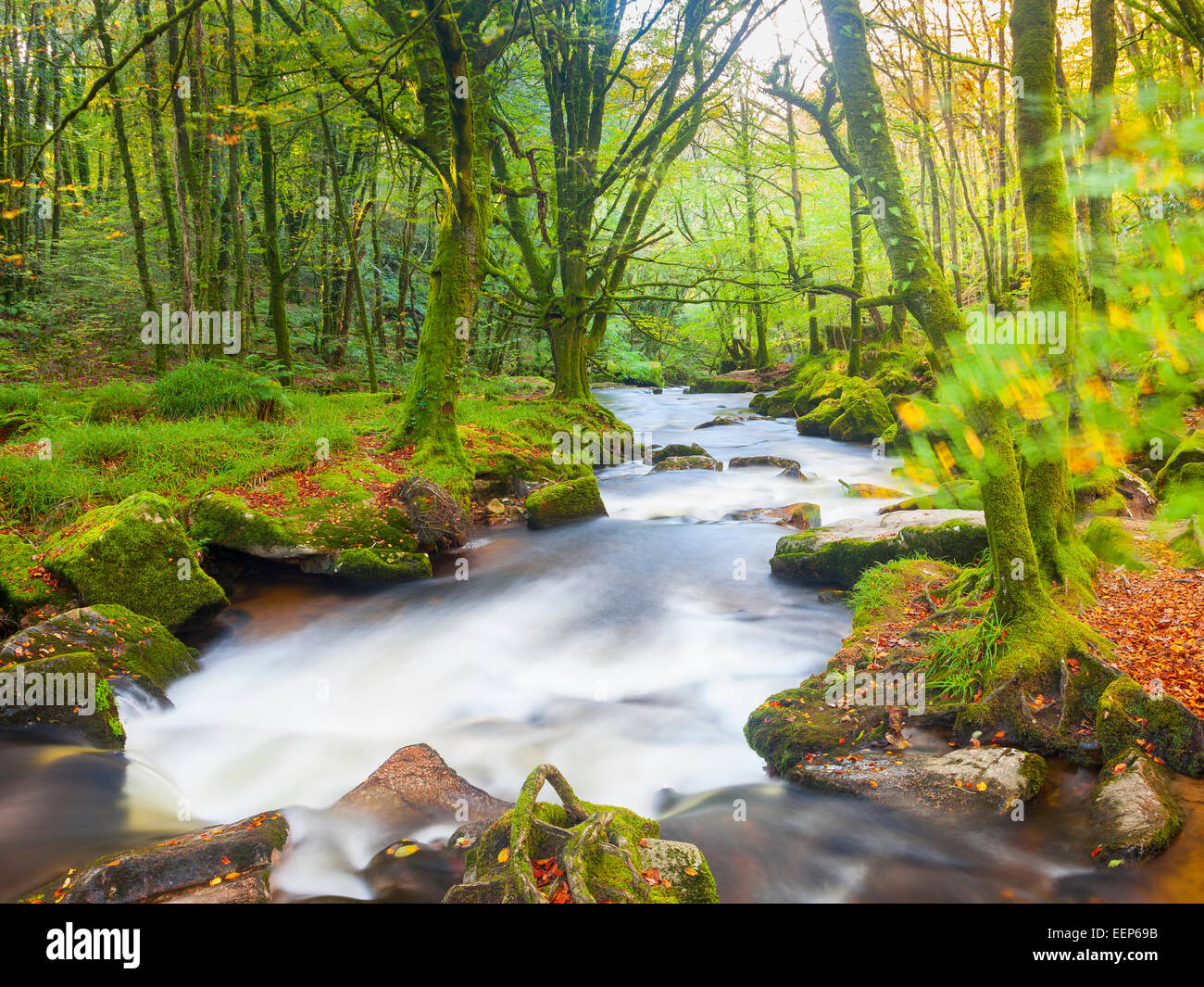 Bodmin moor landscape trees hi-res stock photography and images - Alamy