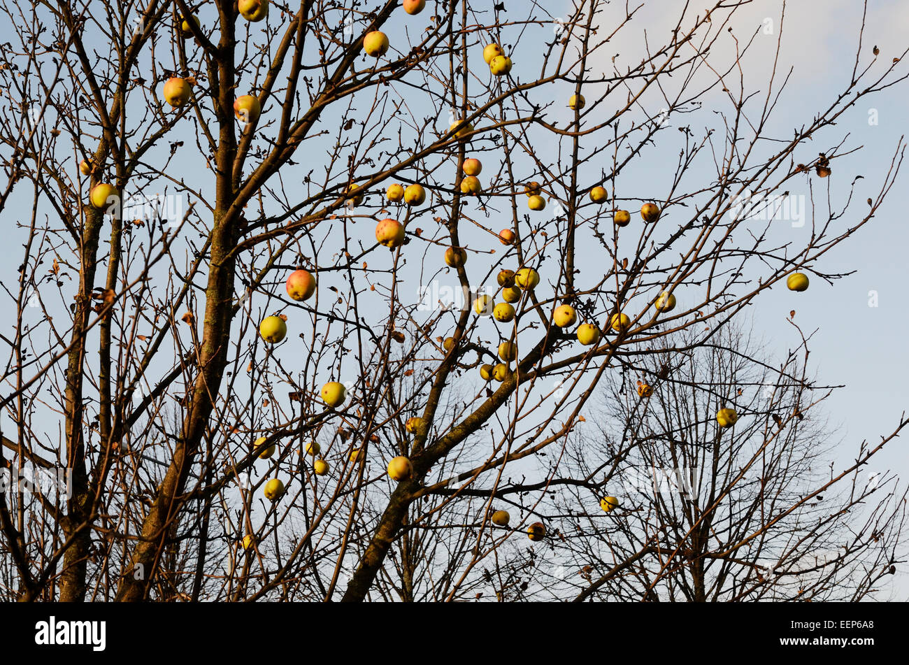 Apple tree with fruits hi-res stock photography and images - Alamy