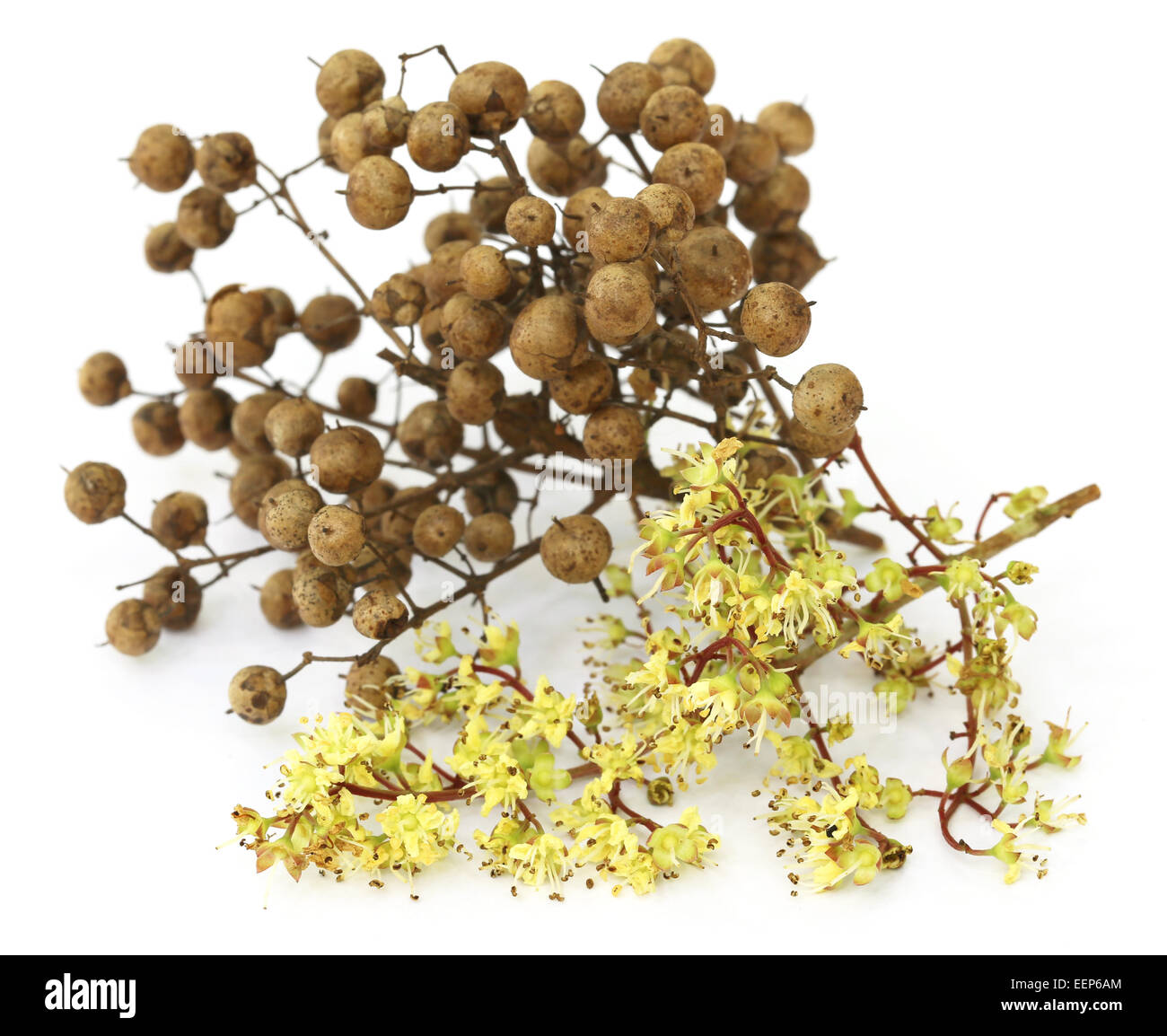 Henna flower and seeds over white background Stock Photo - Alamy