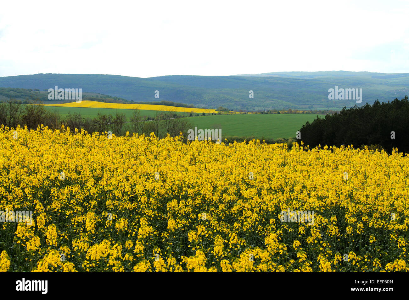 Bright yellow fields seed hi-res stock photography and images - Alamy