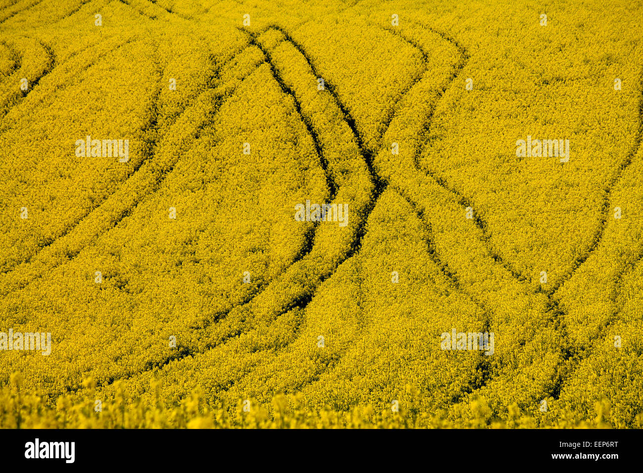 Bright yellow fields seed hi-res stock photography and images - Alamy