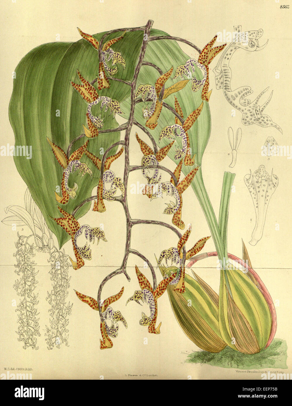 Gongora grossa is an orchid species known for its large, distinctive ...