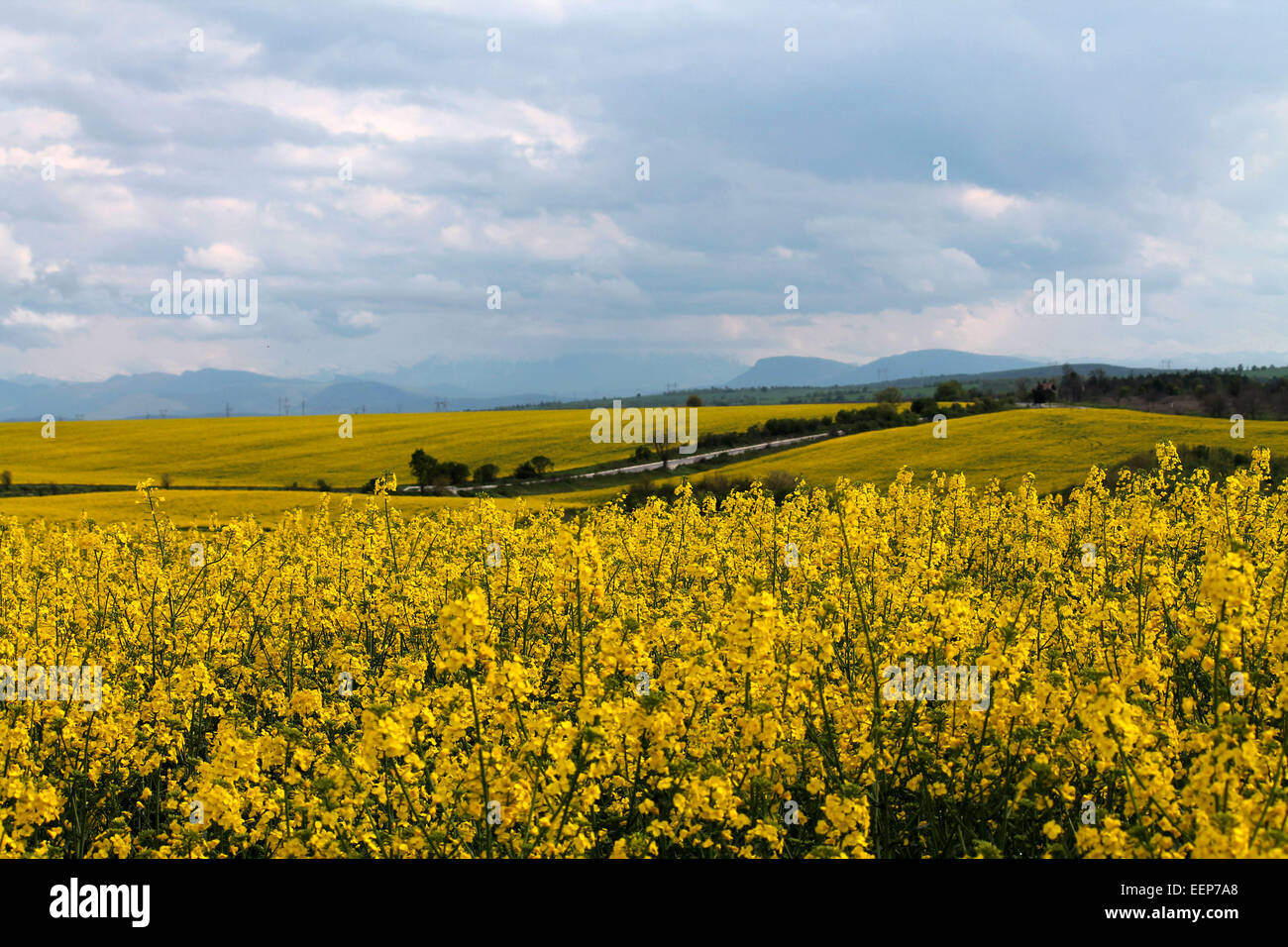 Bright yellow fields seed hi-res stock photography and images - Alamy