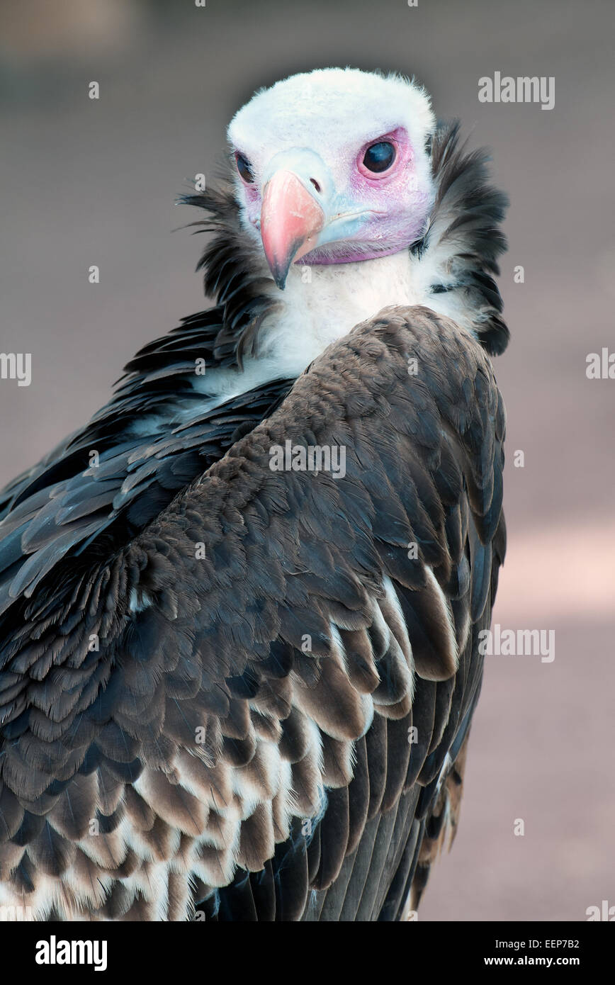 Vulture eye hi-res stock photography and images - Alamy