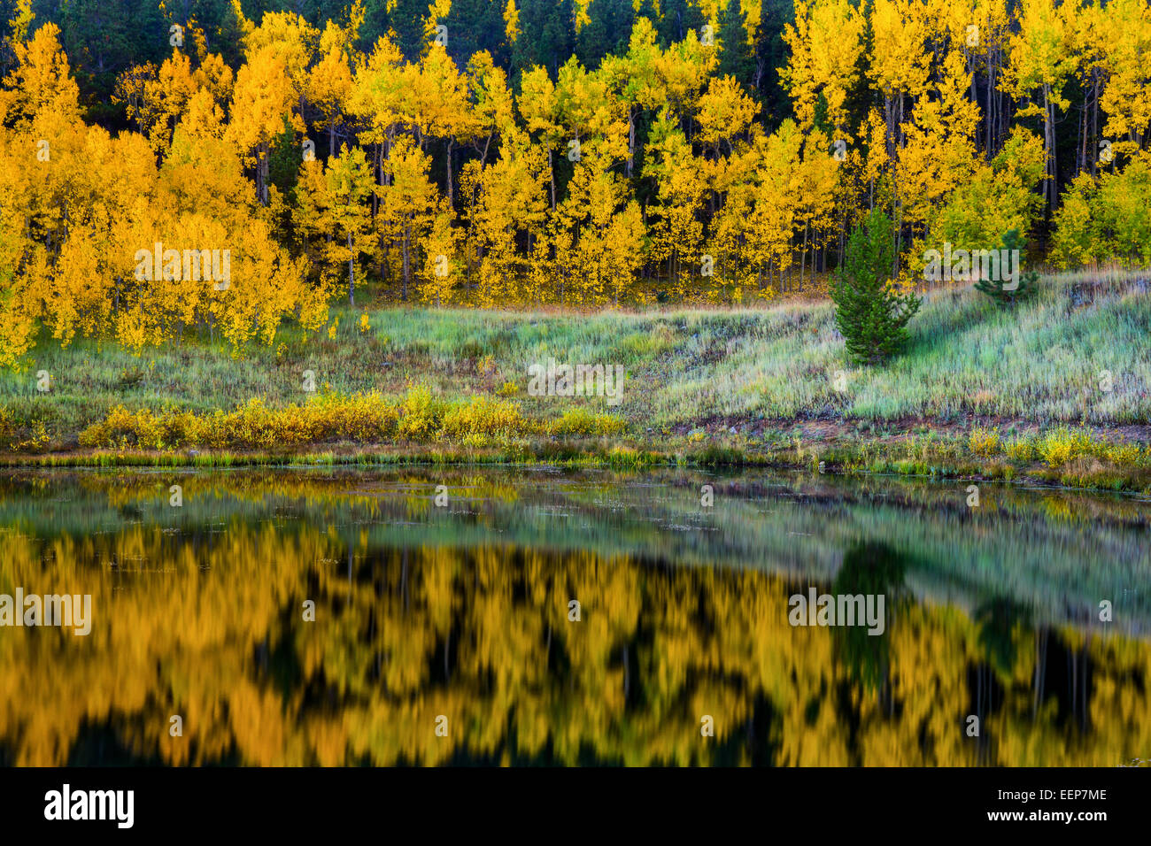 A country pond reflects the colorful Colorado Aspen in Gilpin County ...