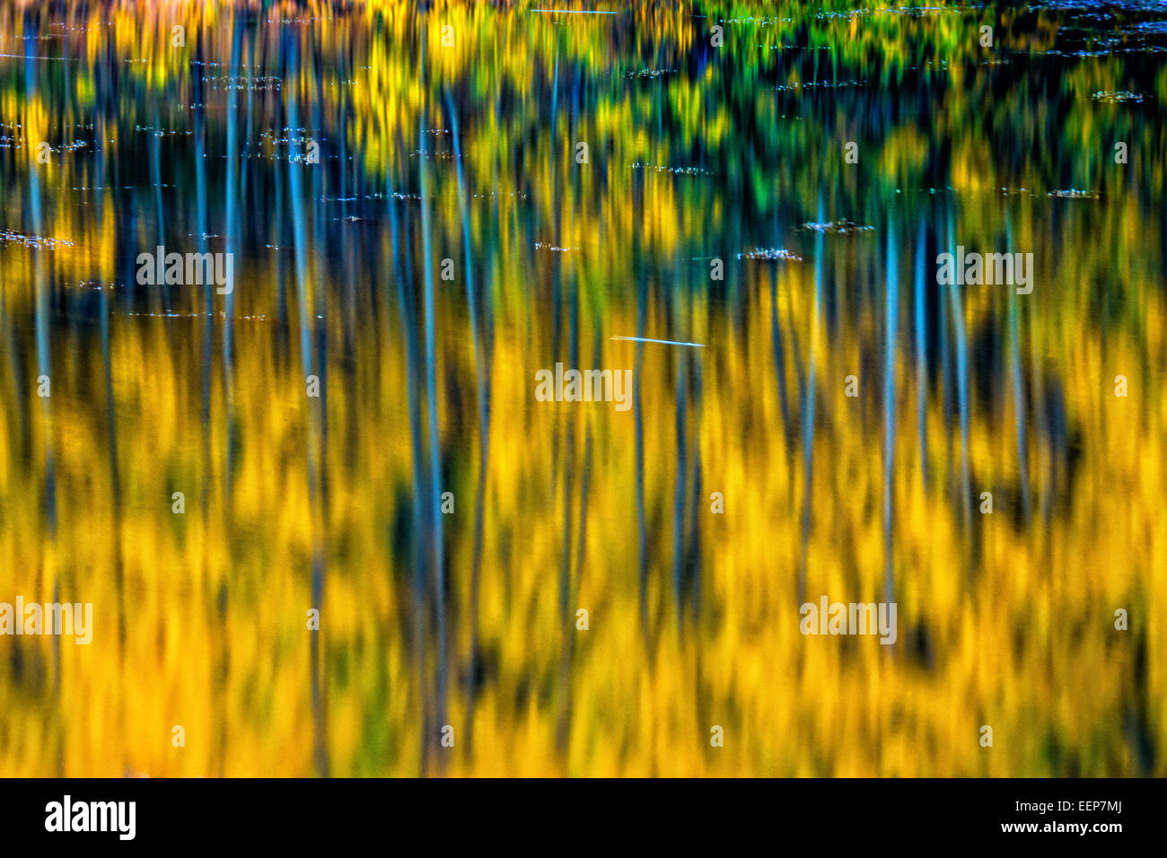 A country pond reflects the colors of yellow and gold Colorado Aspen ...
