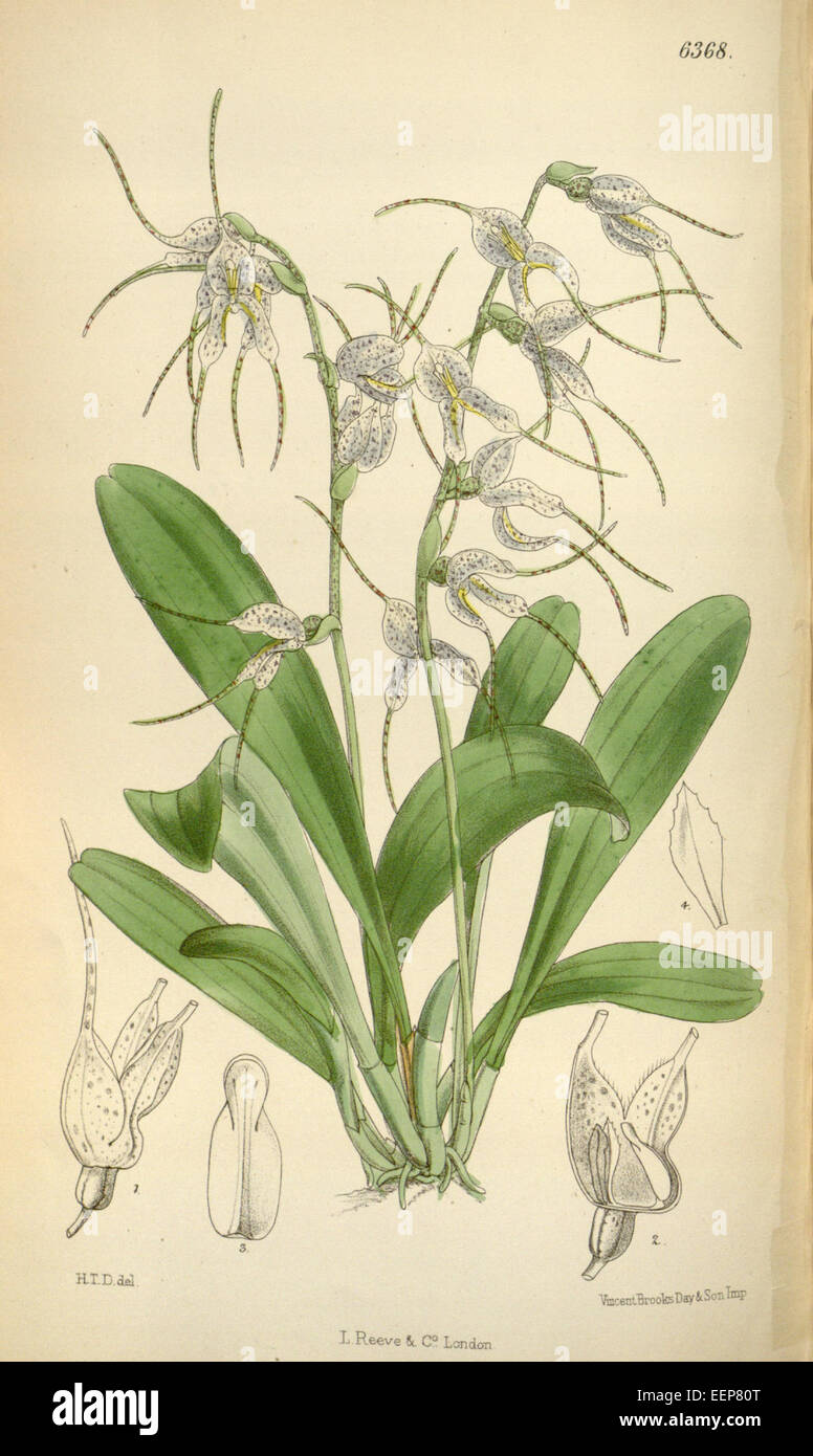 Masdevallia polysticta, an orchid species illustrated in Curtis ...
