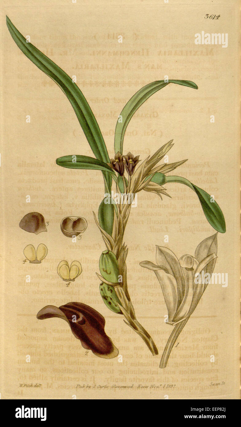 Maxillaria variabilis, illustrated in Curtis' Botanical Magazine in ...