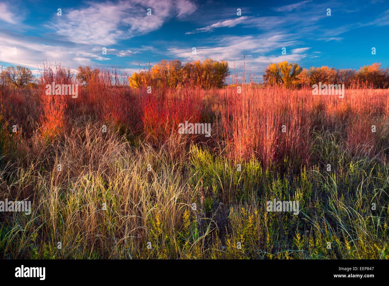 The Colorado eastern plains and prairie turns brilliant colors as ...