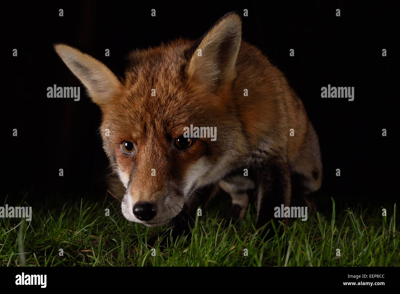 Urban fox at night visiting a London garden Stock Photo - Alamy