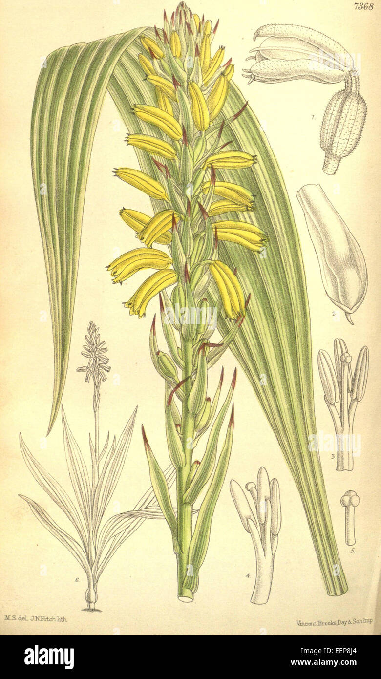 Neuwiedia veratrifolia hi-res stock photography and images - Alamy