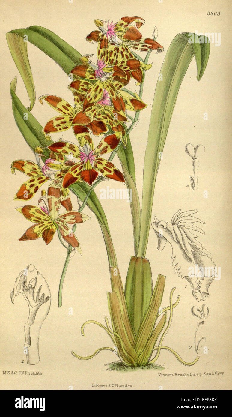 Cristatum hi-res stock photography and images - Alamy