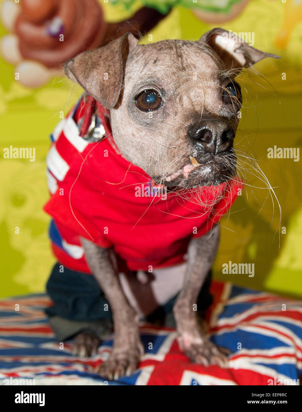 Worlds ugliest dog hi-res stock photography and images - Alamy