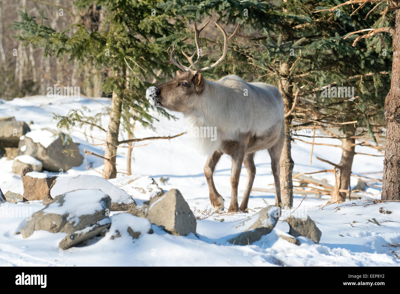 A female Woodland Caribou in winter Stock Photo - Alamy