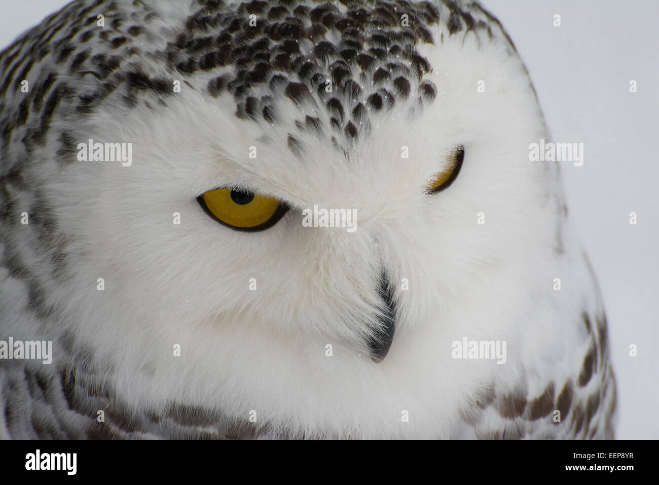 Close up female snowy owl hi-res stock photography and images - Alamy
